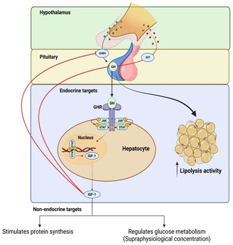 Targeting Gh And Igf 1 In Management Of Obesity Encyclopedia Mdpi