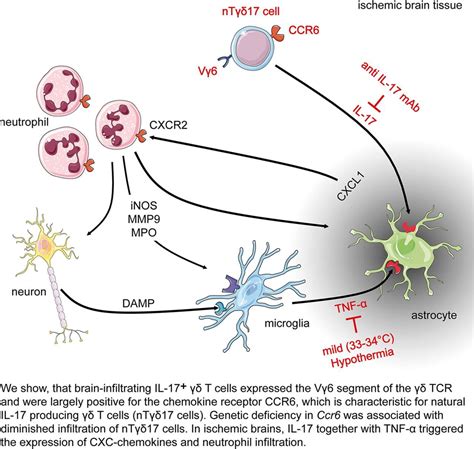 Ccr6 Cc Chemokine Receptor 6 Is Essential For The Migration Of