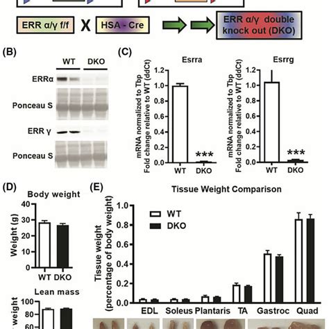 Skeletal Muscle Specific Errα γ Double Knockout Dko Mice A Scheme