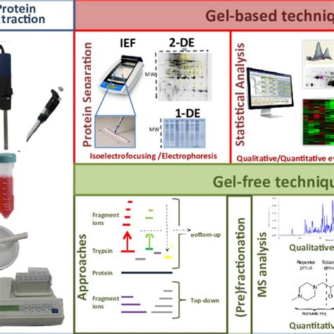 Schematic Representation Of The Proteomics Analysis Workflow Using Both