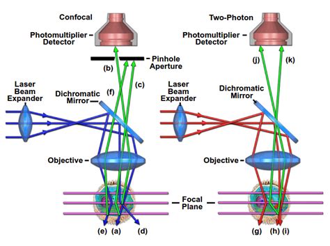 Olympus Microscope Diagram