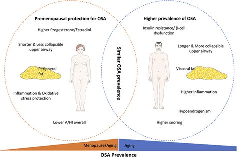 Frontiers Gender Differences In The Context Of Obstructive Sleep