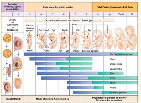 Prenatal Development Nature Vs Nurture Flashcards Quizlet