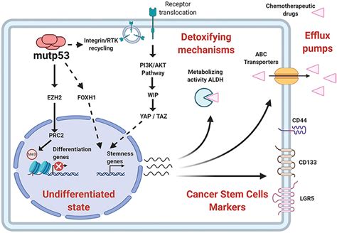 Frontiers Mutant P53 Gain Of Function Role In Cancer Development