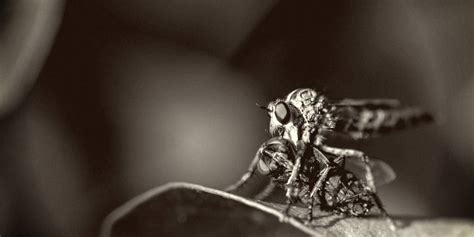 9 Rarest Insects In The World