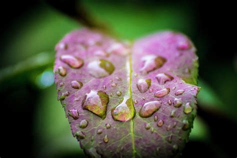 Bleeding Heart Photograph By Jeremy Rickman Fine Art America