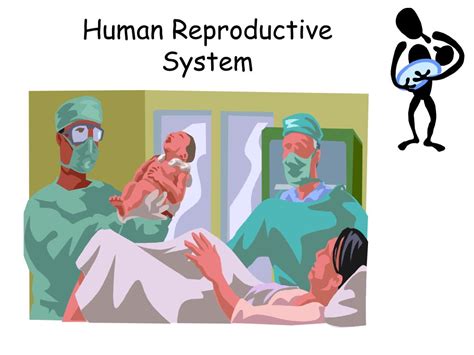 Ppt Human Reproductive System Powerpoint Presentation Free Download