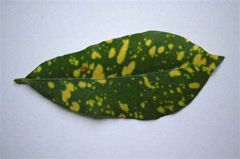 matlab segment object leaf which is on the white paper