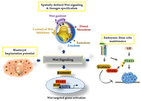 Model Diagram Illustrating The Wnt β Catenin Signaling And Pparδ