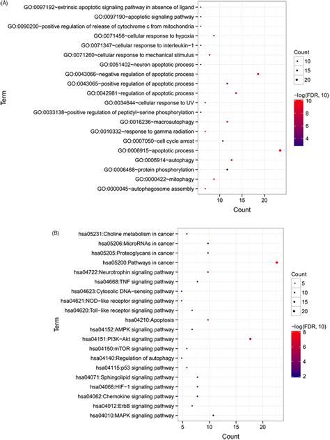 Go Function And Kegg Pathway Enrichment Analysis A Significant