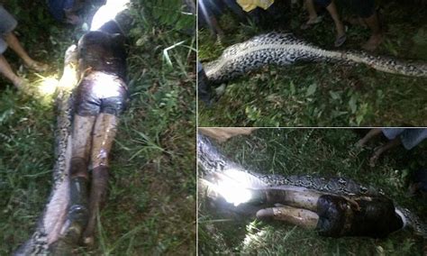 indonesian villagers find man swallowed inside python