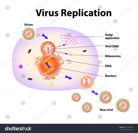 Scheme Of Virus Replication Cycle Illustration 138350861 Shutterstock