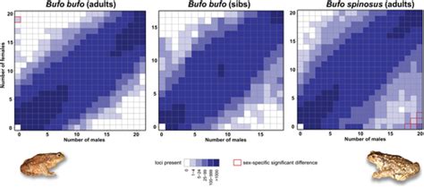 Hybridization And Introgression Between Toads With Different Sex