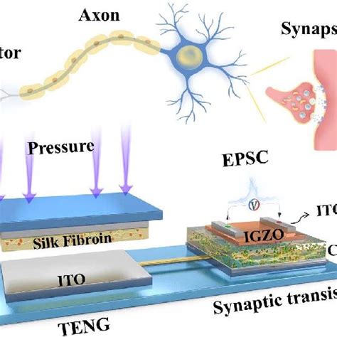 Schematic Diagram Of Biological Sensory Neuron And The Proposed
