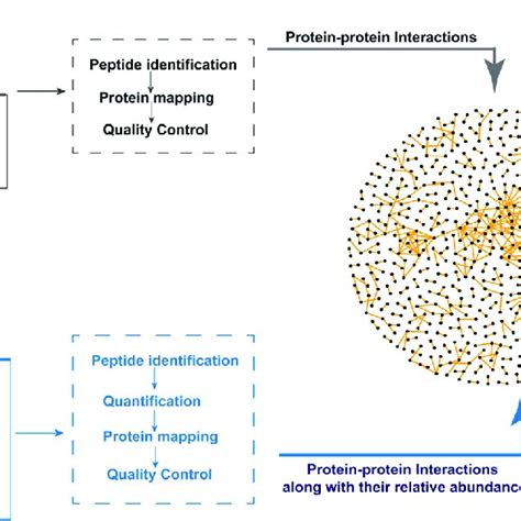 Overview Of Current Ms Based Qualitative And Quantitative Proteomic