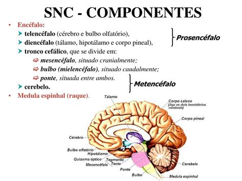 Ppt Sistema Nervoso Powerpoint Presentation Free Download Id 4865901