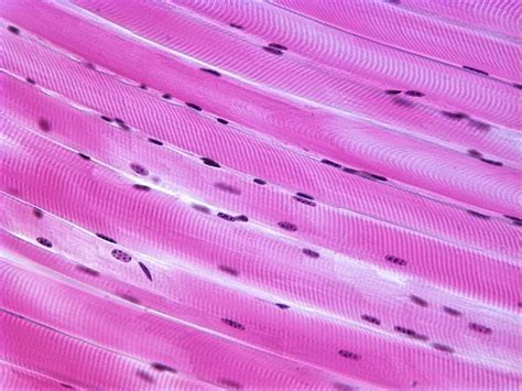 Striated Skeletal Muscle Tissue ~ Free Lecture Notes And Presentations