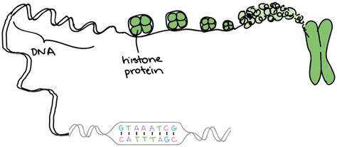 Chromosomes Genes And Dna The Biology Of Sex And Death Bio 1220