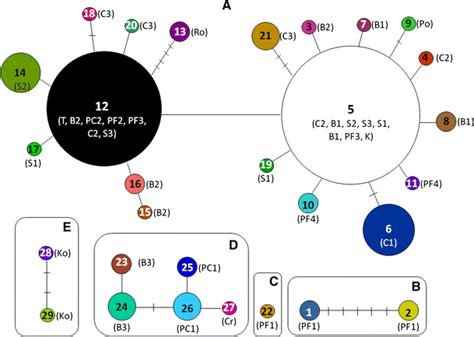 Minimum Spanning Network Of The 29 Mtdna Haplotypes See Table 1 The