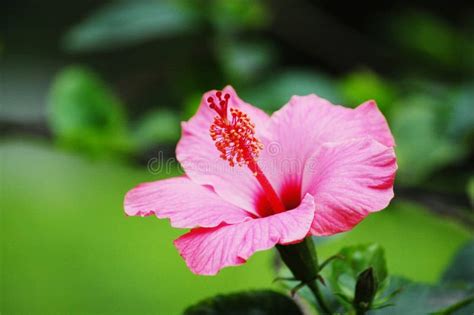 Hibiscus Stock Image Image Of Garden Gardening Gardens 1119177