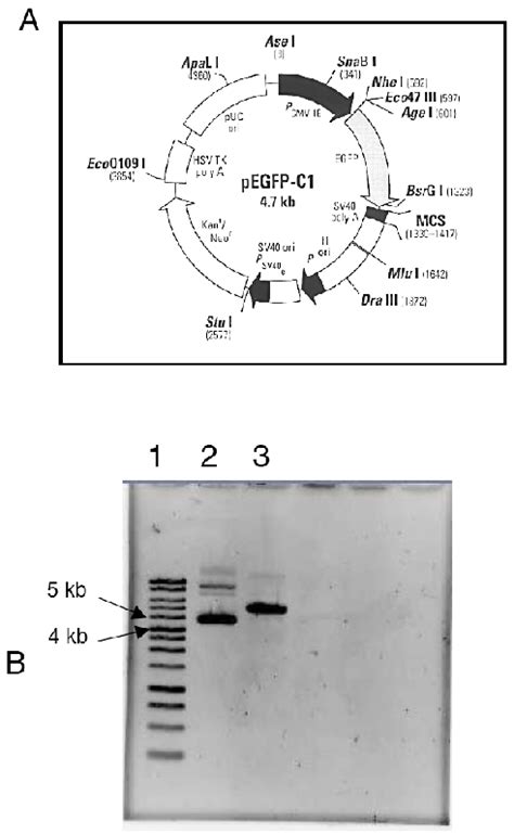 Map Of The Pegfp C1 And Linearization Efficiency A Pegfp C1 Plasmid