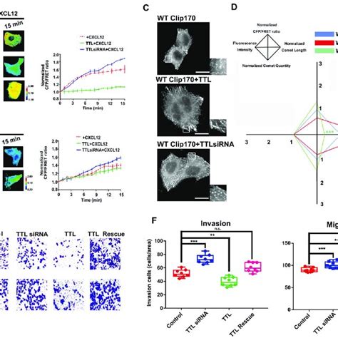 Clip170 Phosphorylation Promotes Breast Cancer Invasion And Migration