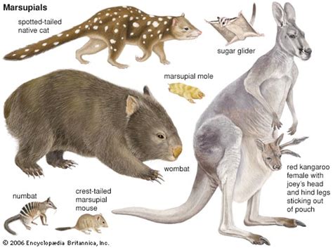 2 7 How Do We Know Evolution Has Occurred Biogeography Introduction