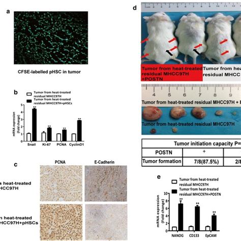 A Proposed Graphical Diagram That Activated Hscs Promote Tumor