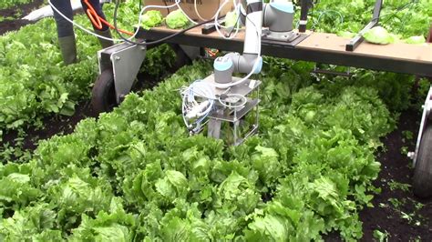 Selective Vegetable Harvesting Robot Youtube
