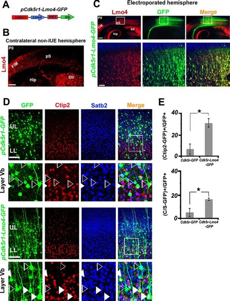Area Specific Development Of Distinct Projection Neuron Subclasses Is