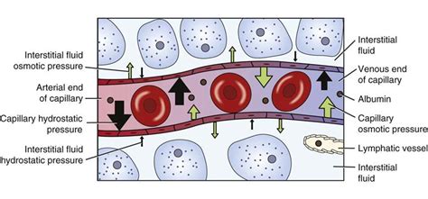[diagram] Diagram Of Interstitial Fluid Mydiagram Online