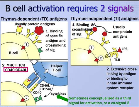 Tcr Independent T Cell Activation Telegraph