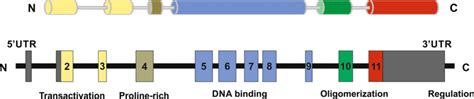 Schematic Representation Of P53 Domains The P53 Protein Structural