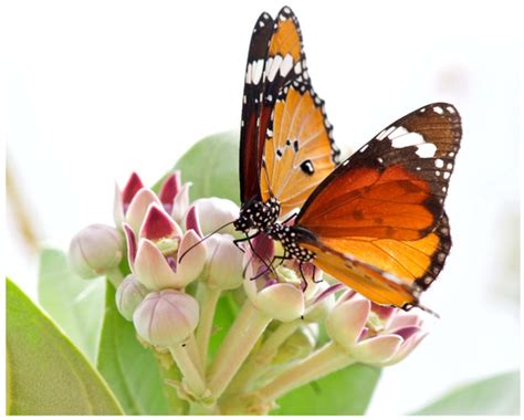 insects free full text neo sex chromosomes colour polymorphism and