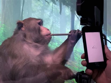 Neuralink Coloca Chip En Cerebro De Mono Y Lo Ponen A Jugar Videojuegos