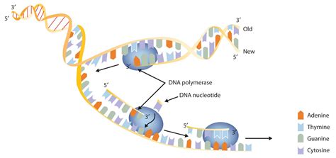 19 3 Replication And Expression Of Genetic Information Chemistry