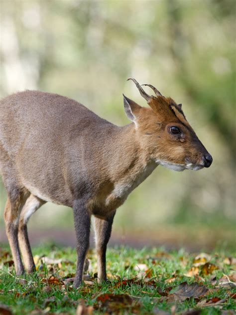 british deer species guide from deer aware