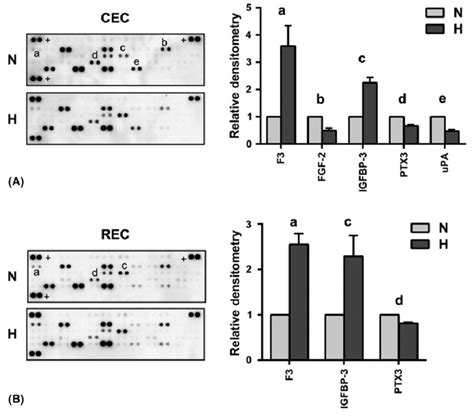Intracellular Angiogenesis Related Protein Expression Profile In