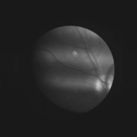 opencv how to trace curvy lines in an image in python
