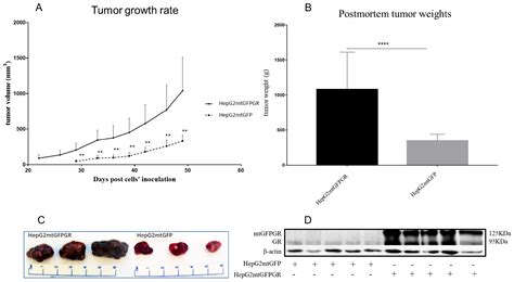Ijms Free Full Text Increased Expression Of The Mitochondrial