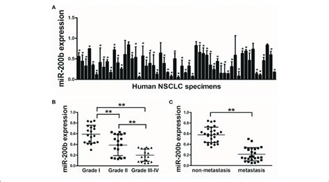 Lung Tumors Express Reduced Mir 200b Levels A Relative Mir 200b