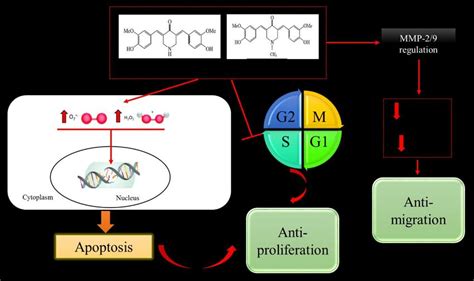 Schematic Representation Of Fldp 5 And Fldp 8 Curcuminoid Analogues
