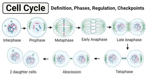 Cell Cycle Definition Phases Regulation And Checkpoints Cell Cycle