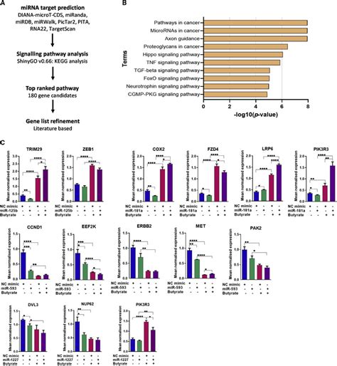 Mirna Target Gene Identification A C A Flow Chart Describing Mirna