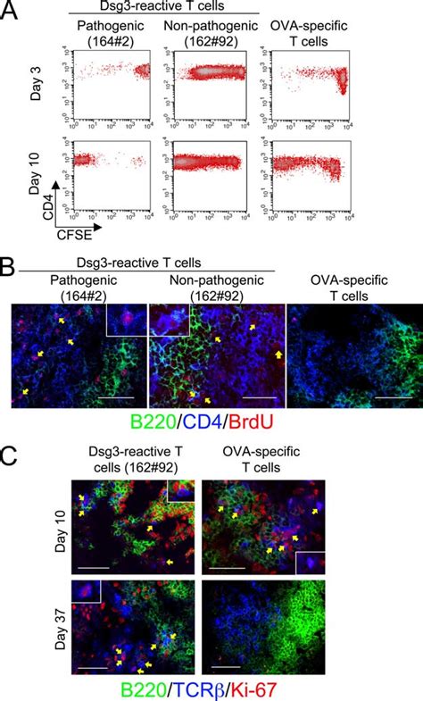 In Vivo Proliferative Capacity Of Dsg3 Reactive T Cell Clones A Flow
