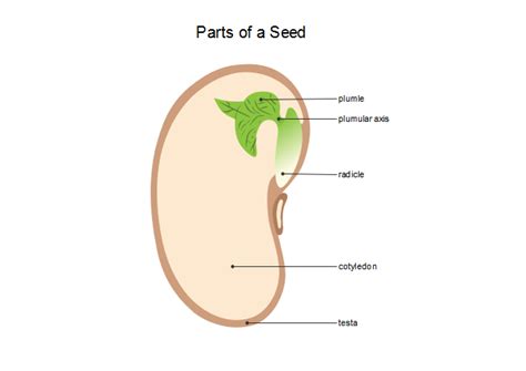 [diagram] Jackfruit Seeds Structure Diagram Mydiagram Online