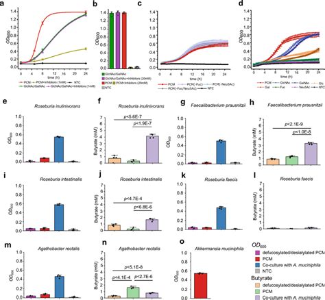 Fucosidases And Sialidases Of A Muciniphila Are Critical For Growth On