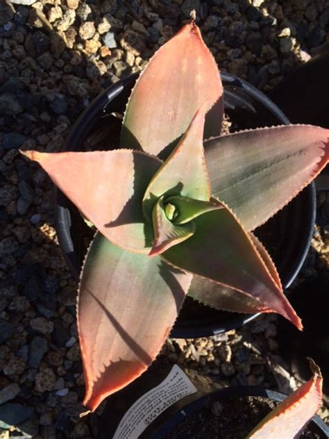 Mature Aloe Hybrid Aloe Striata Hybrid Or Ghost Aloe A Beautiul
