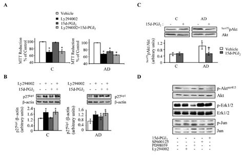 Effects Of 15d Pgj 2 On Cell Proliferation P27 Content And Pi3k Akt