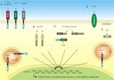 Pattern Recognition Receptors In Innate Immunity Different Receptors